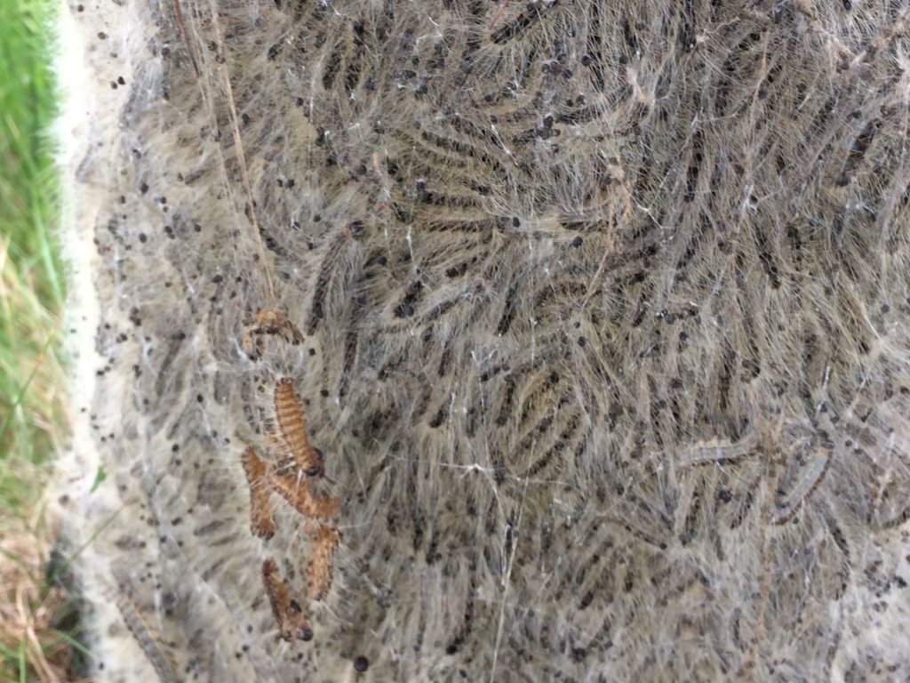 In welke boomsoorten leven processierupsen? | Processierups