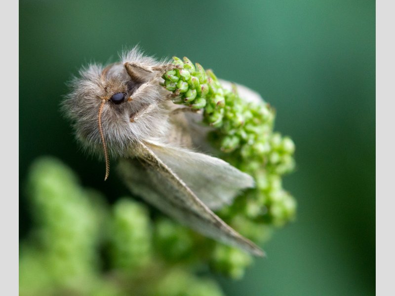 Eerste vlinders vliegen uit, naderend einde van het ...