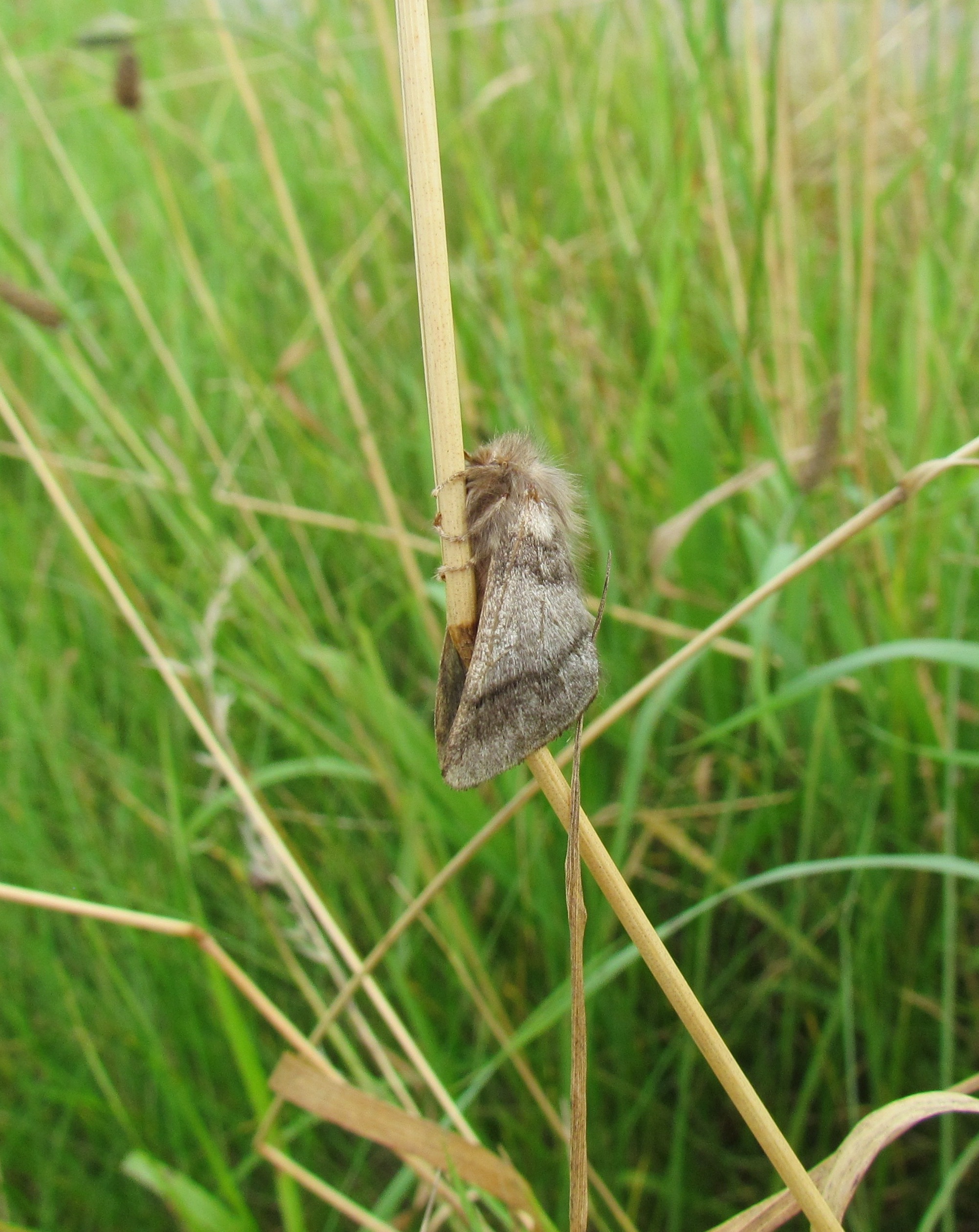 Zijn de problemen voorbij als de rupsen verpopt zijn en als vlinders ...