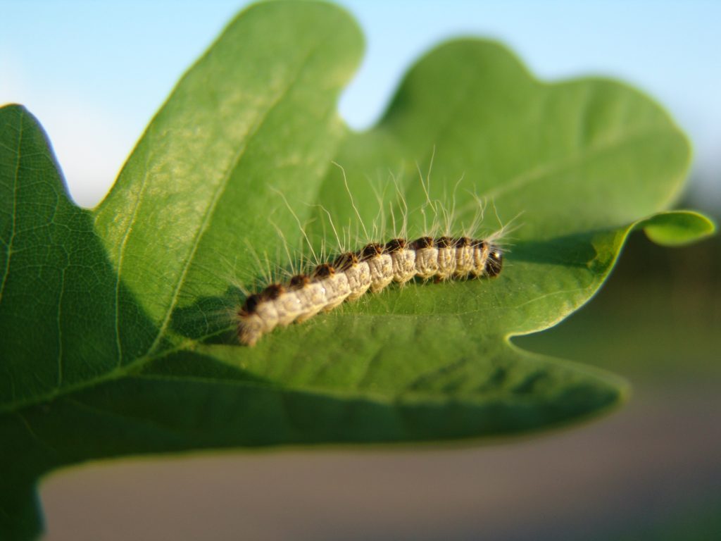 Is er een kaart waarop te zien is waar processierupsen zitten ...