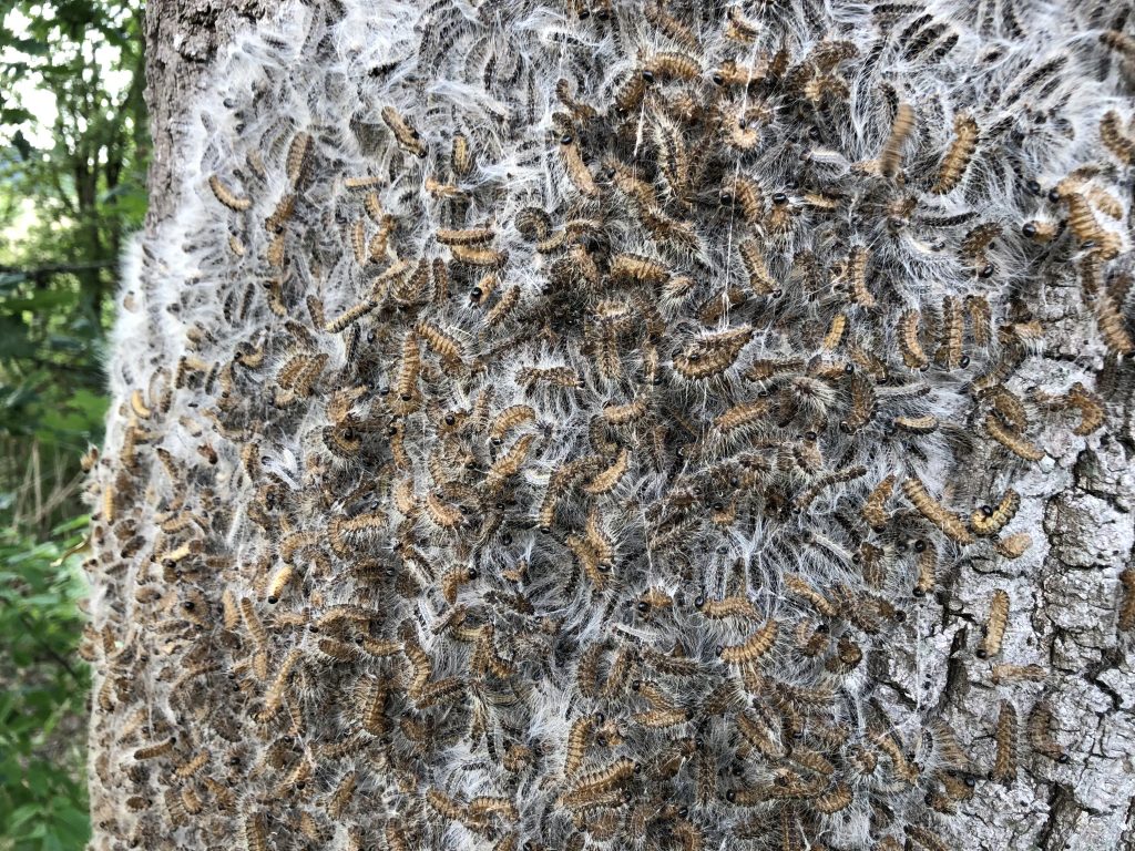 Kan ik de rupsen zelf bestrijden? | Processierups