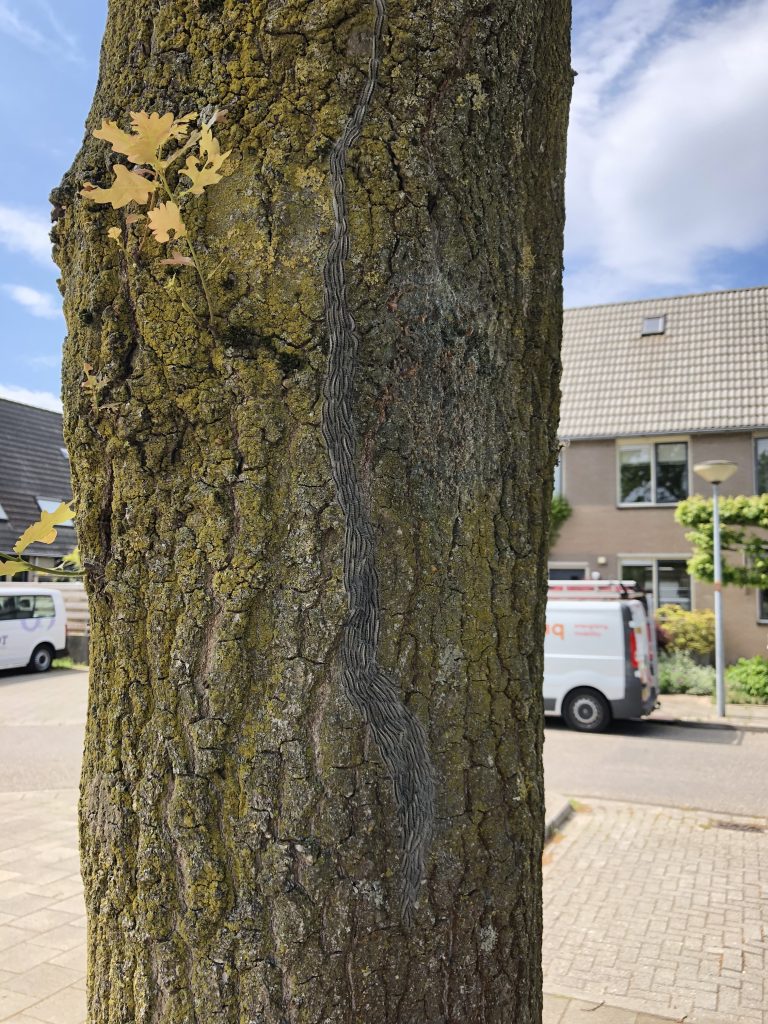 Wanneer mag een boom gekapt worden? | Processierups