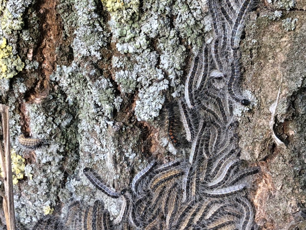 Succesvol experiment natuurlijke bestrijding | Processierups