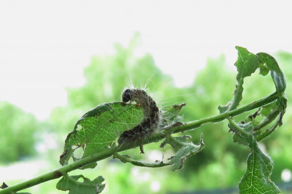 Kan ik aaltjes zelf kopen en inzetten voor bestrijding? | Processierups