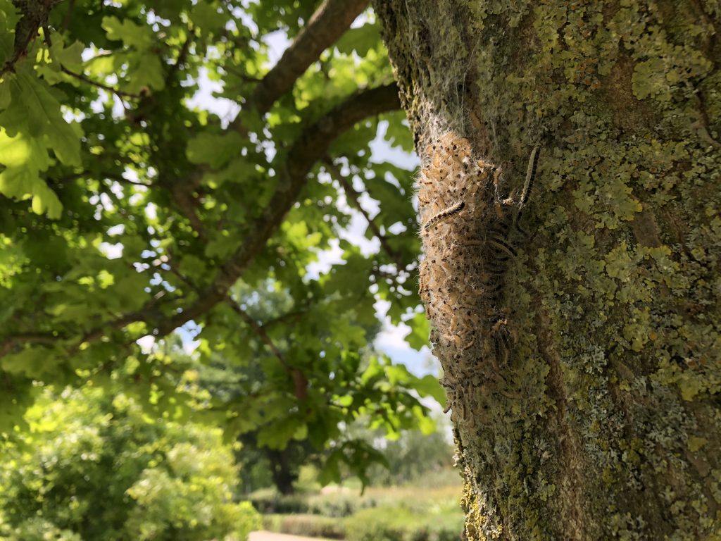 De vlinders zijn al uitgevlogen, moeten de achtergebleven nesten ook ...
