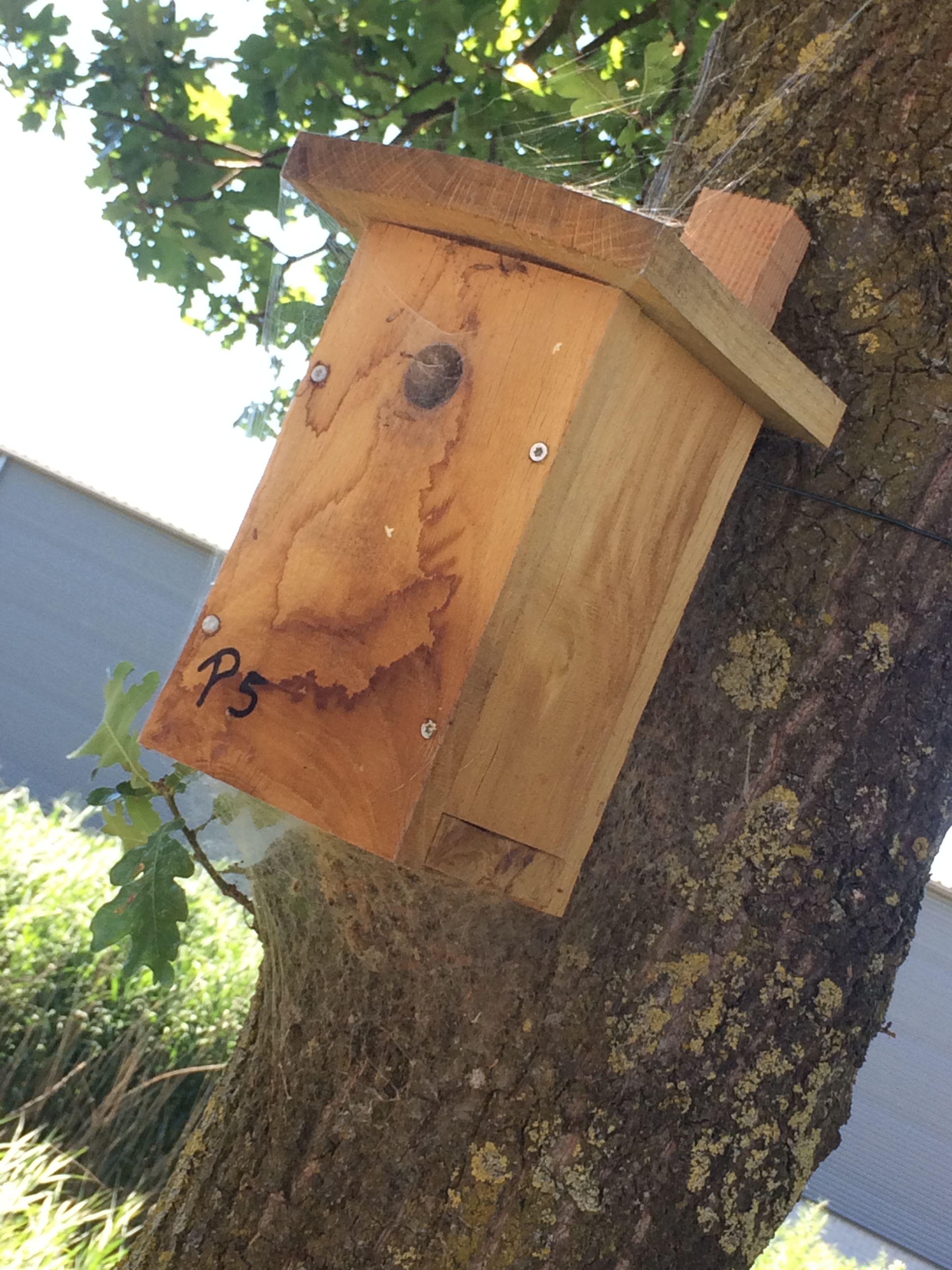 Is overlast van processierupsen te voorkomen met het ophangen van ...