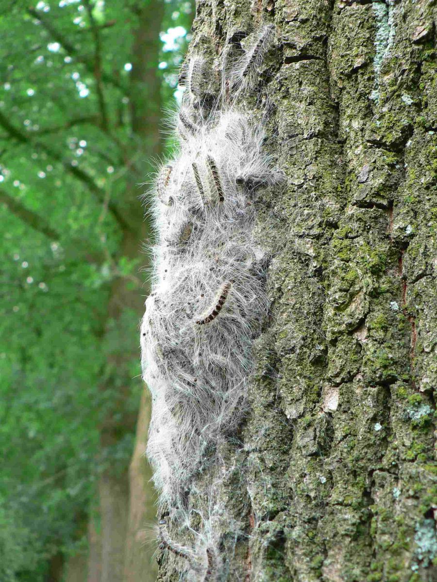 Nieuws | Processierups