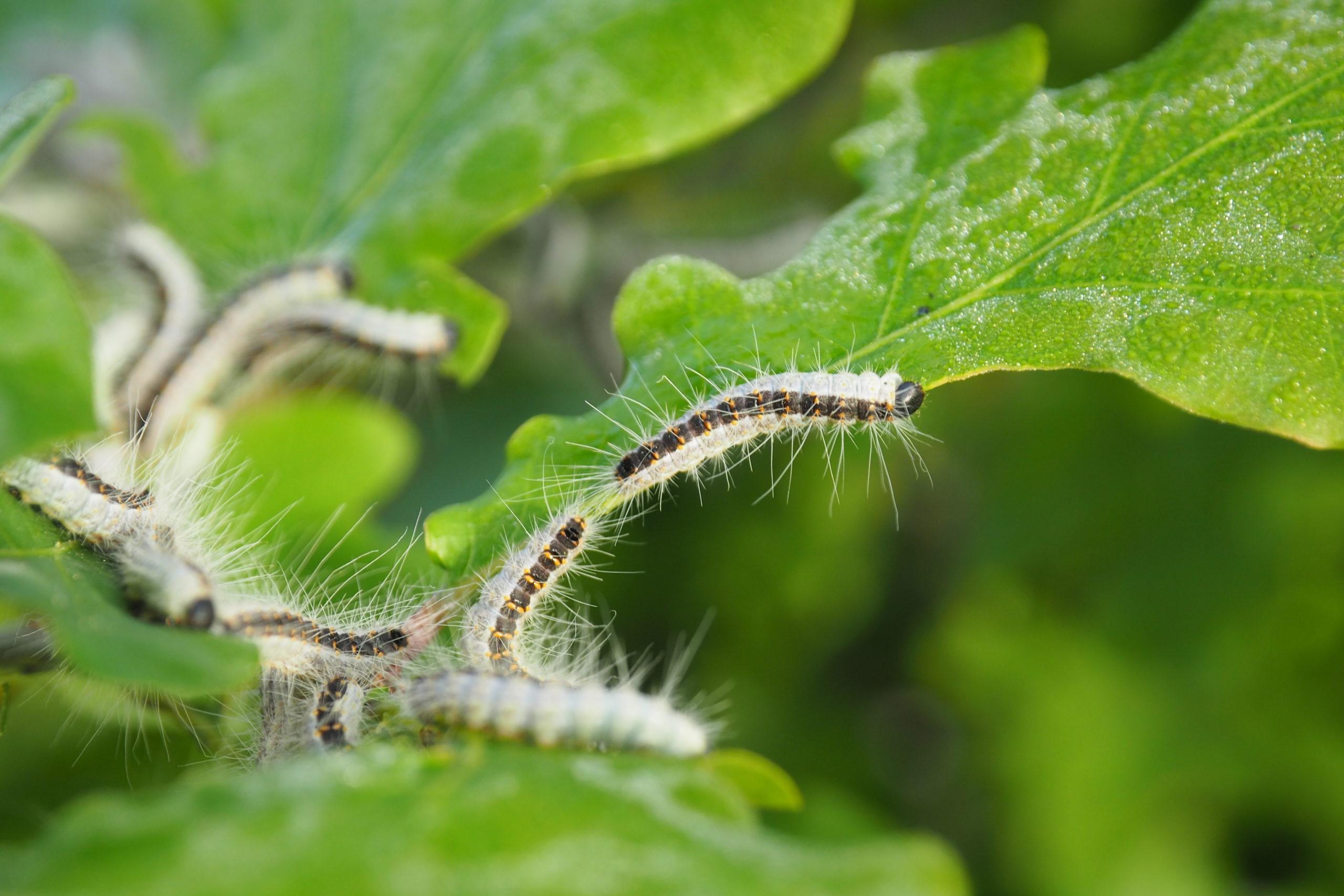 Blijft het aantal eikenprocessierupsen laag of gaat het weer stijgen ...