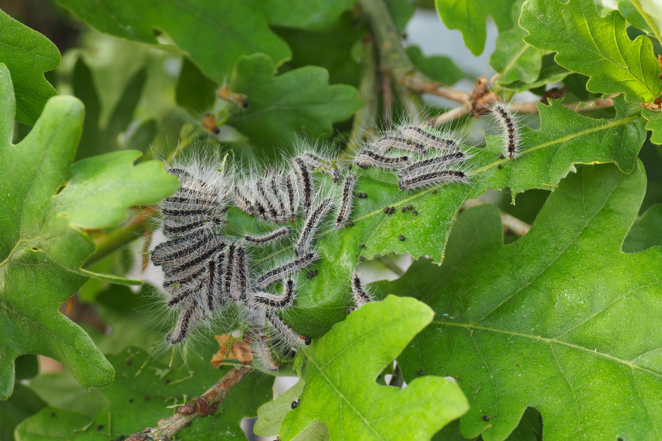 Uitnodiging webinar eikenprocessierups 23 oktober | Processierups